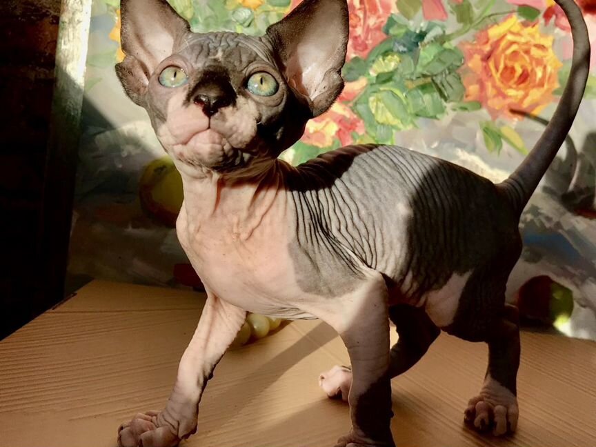 Котенок мальчик канад сфинкс бамбино лонг морщинка