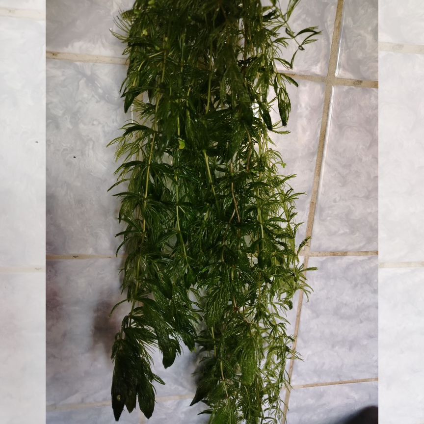 Роголистник в аквариум