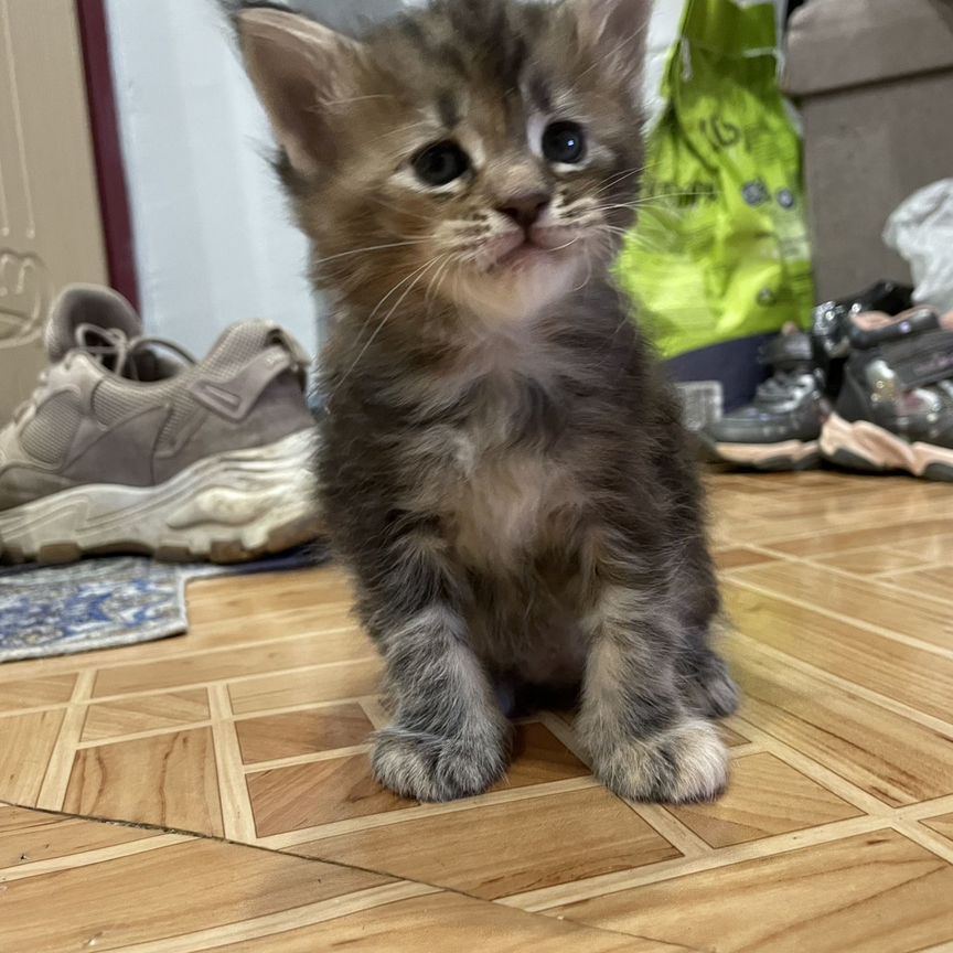 Девочка породы мейн-кун