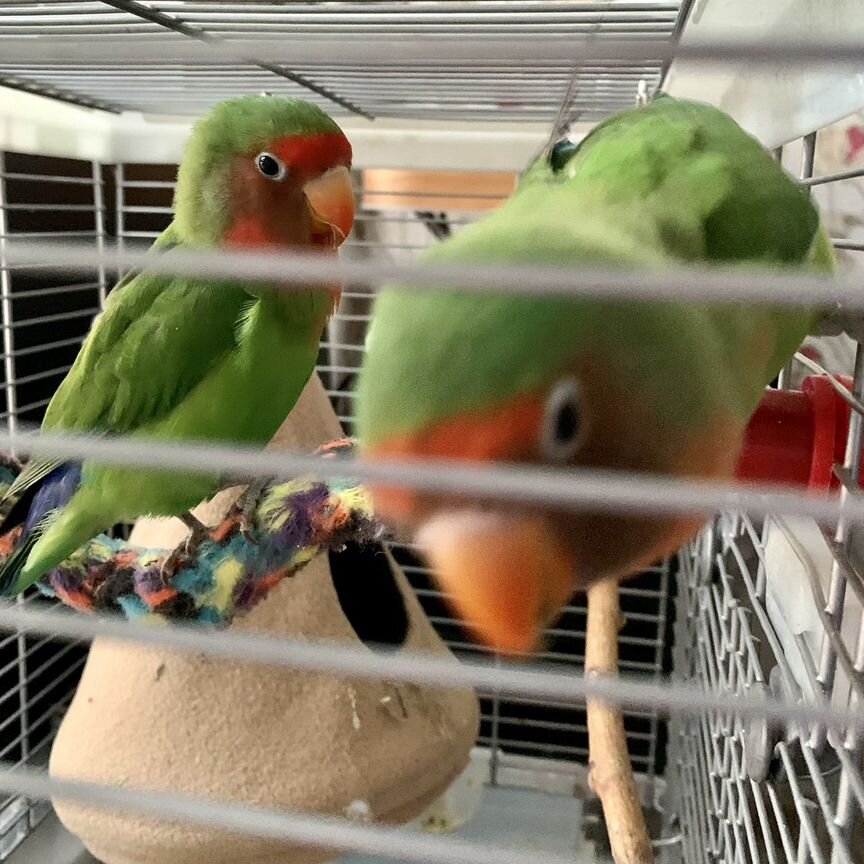 Неразлучники пара