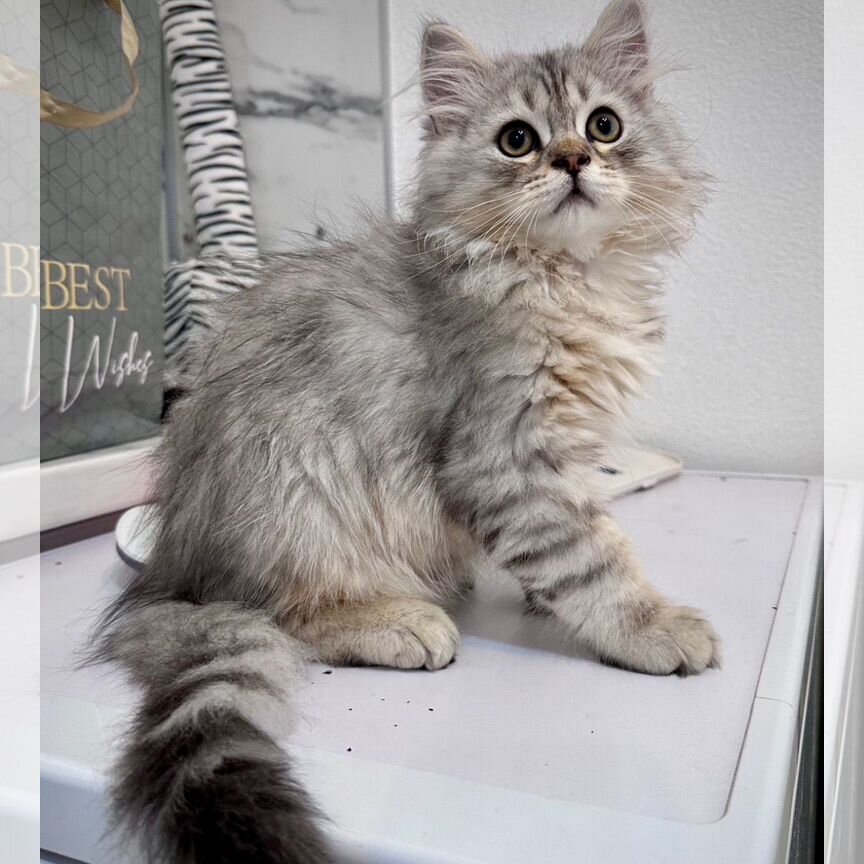 Продам котят шотландские