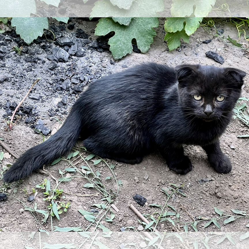 Кошка
