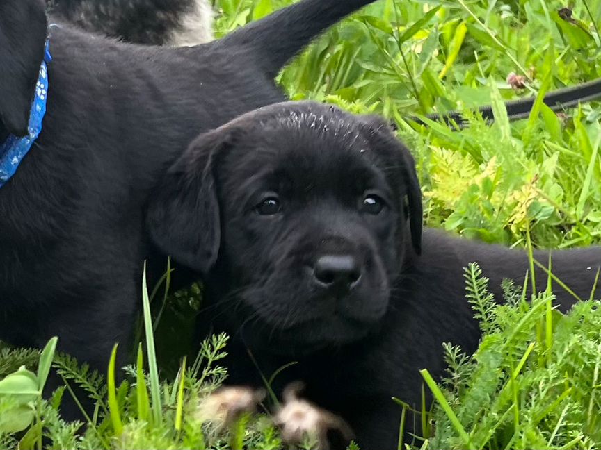 Лабрадор-ретривер щенок мальчик