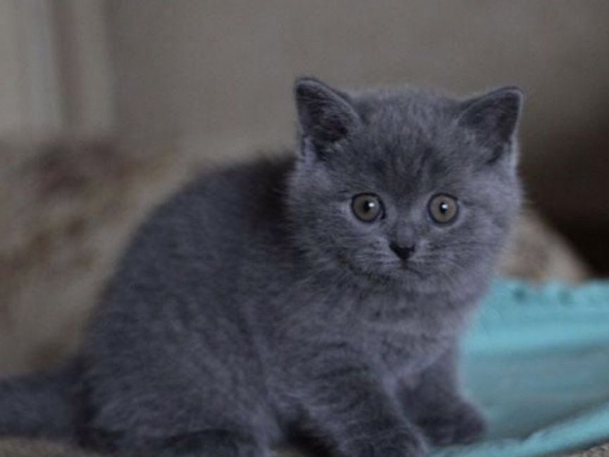 Шотландчики