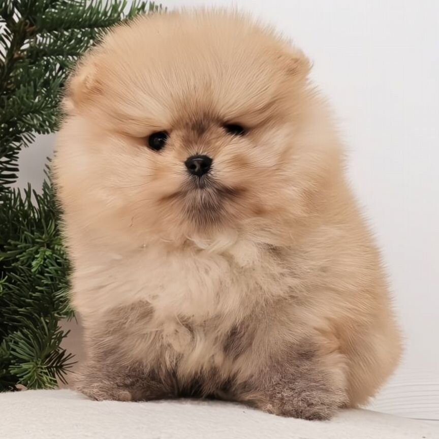 Померанский шпиц, щенок