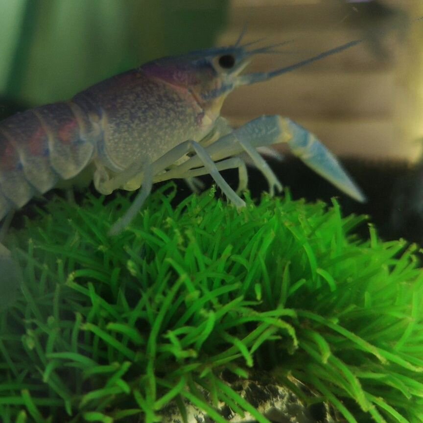 Малек австралийского рака