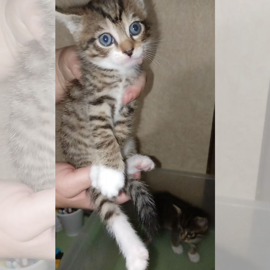 Котята в добрые руки бесплатно
