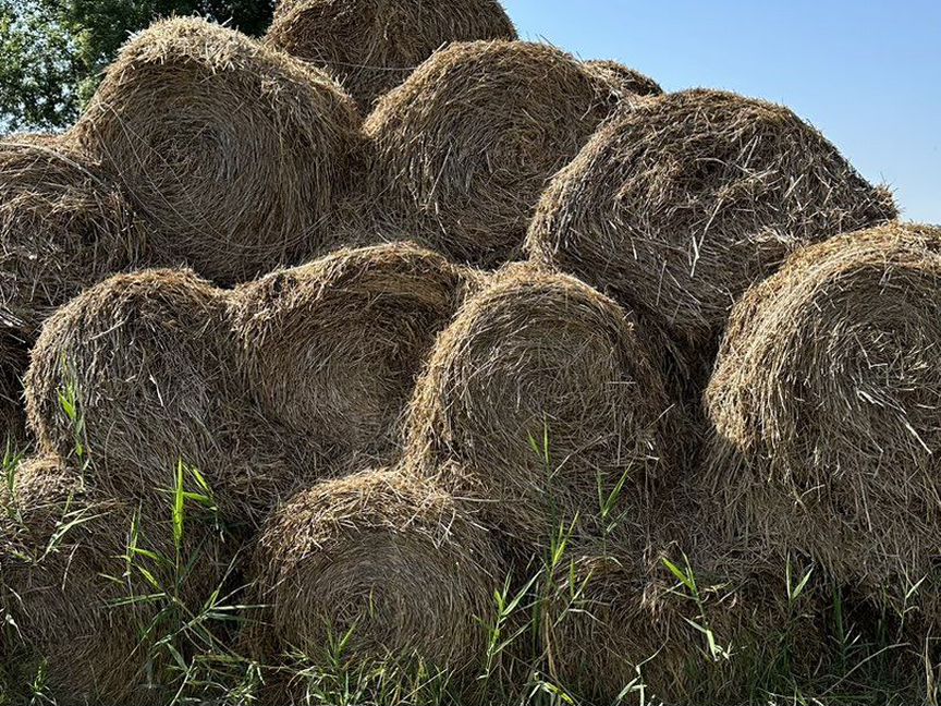 Солома в тюках 2023г