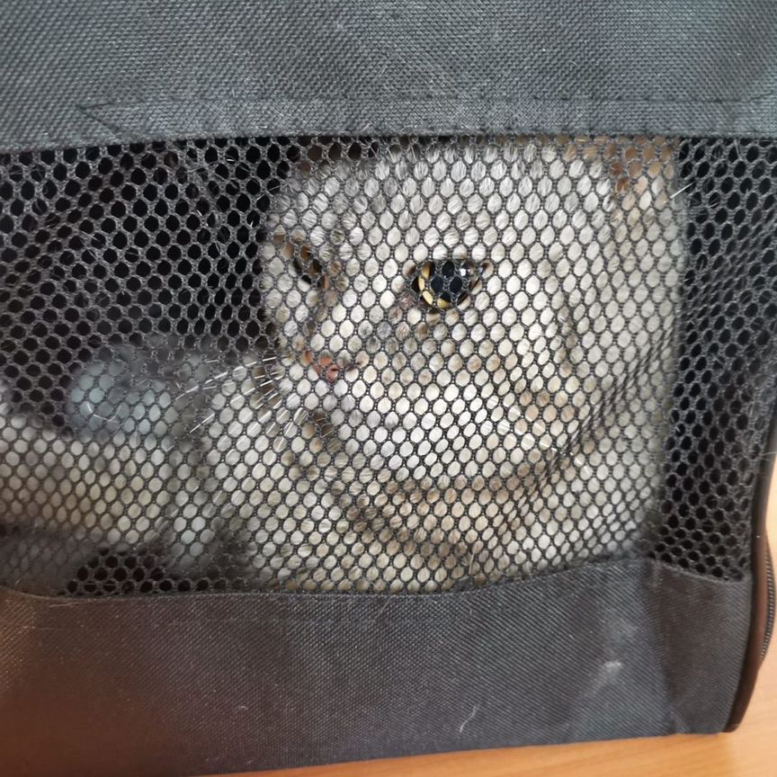 Кошка породистая