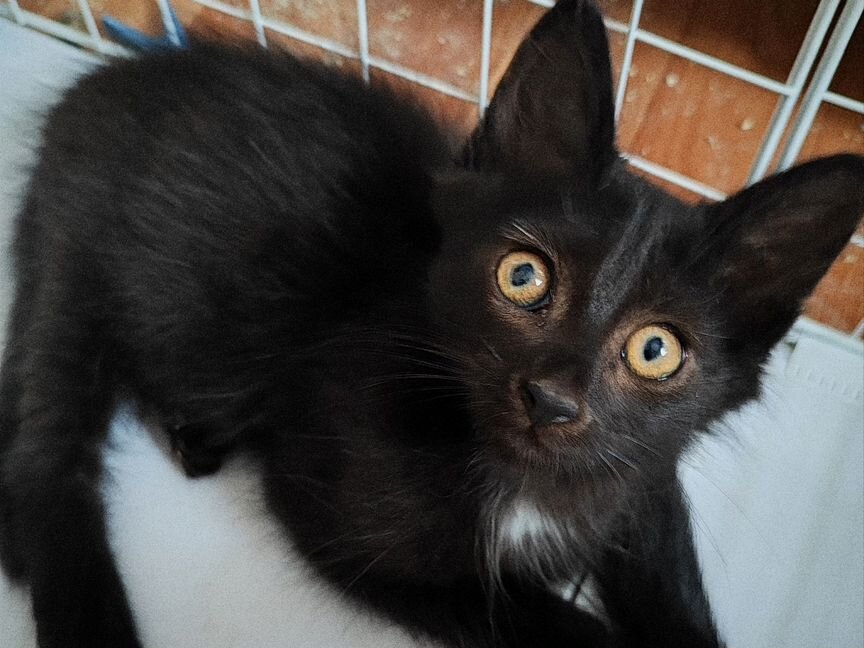 Прелестный котик ищет семью