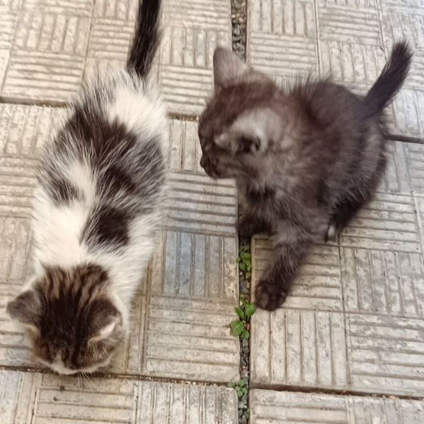 Котята отдам в добрые руки бесплатно