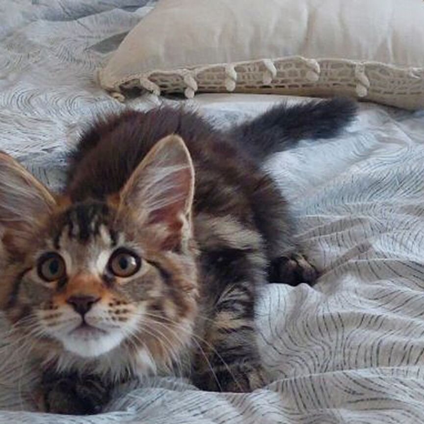 Мейн-кун котёнок