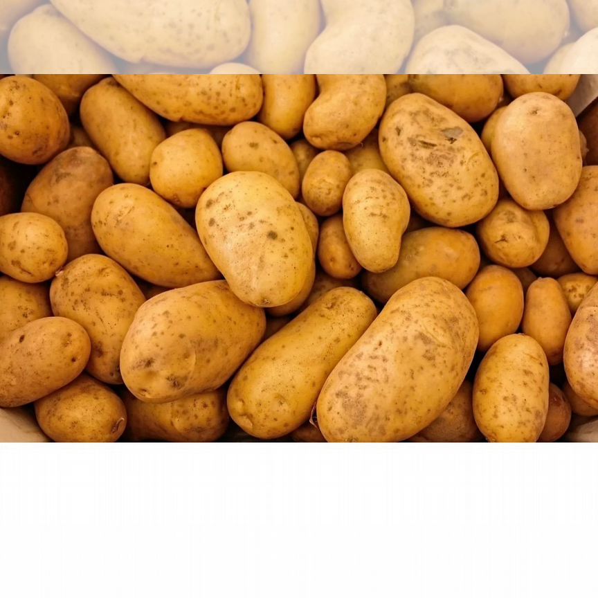 Картофель на корм скоту