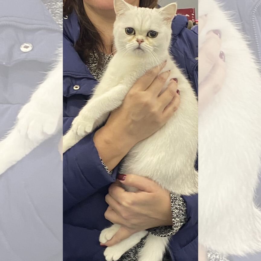 Шотландский прямоухий короткошёрстный котёнок