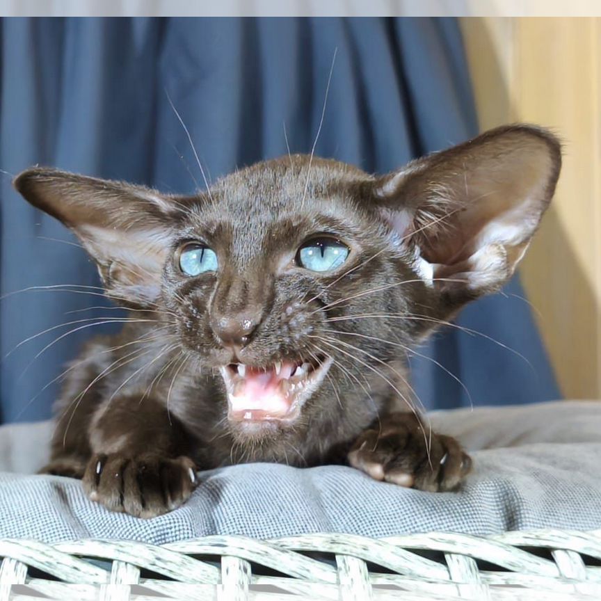 Ориентальные котята в экстрим типе