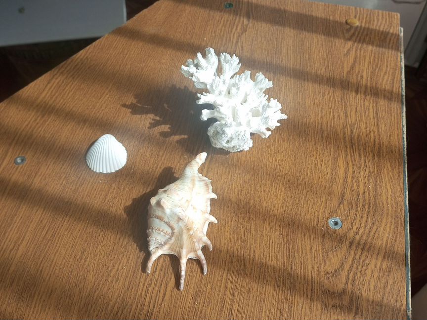 Коралл, рапан для аквариума