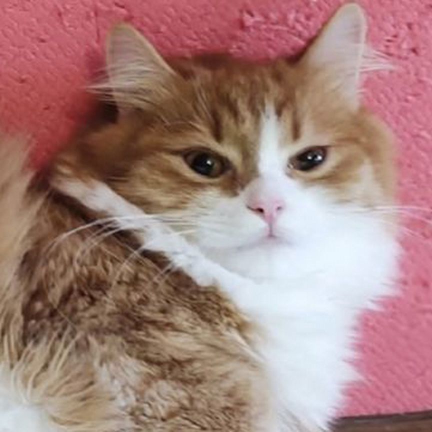 Взрослый кот в добрые руки