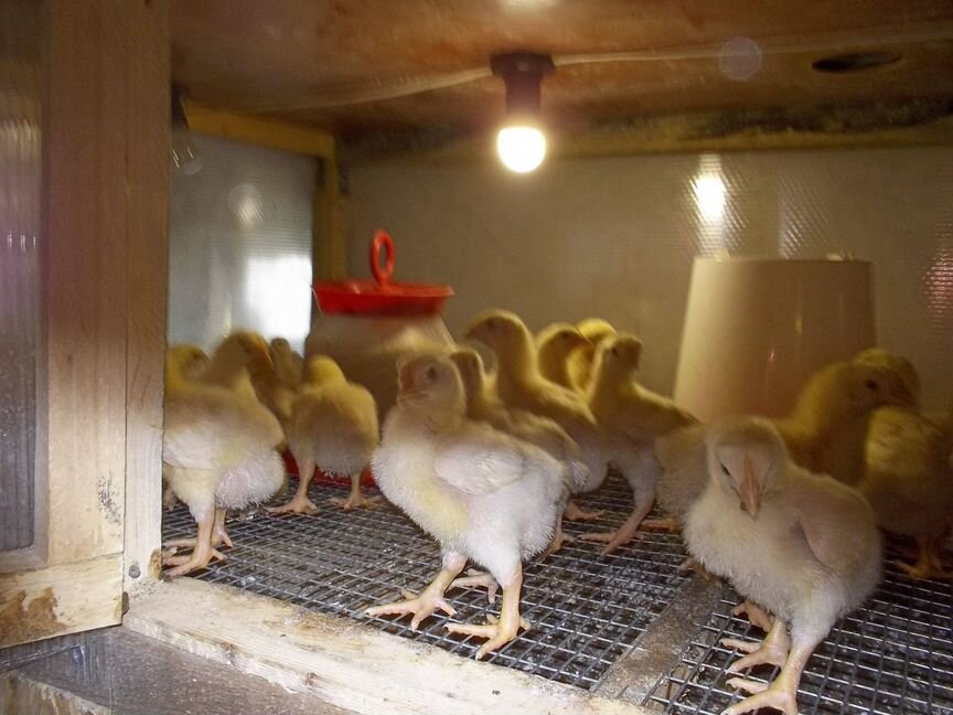 Бройлеры кобб500