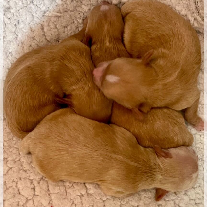 Щенки мальтипу f1