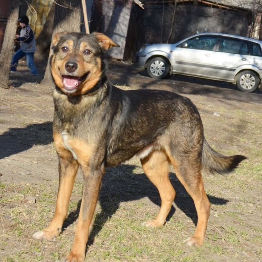 Отдам небольшого кобелька. 1 год