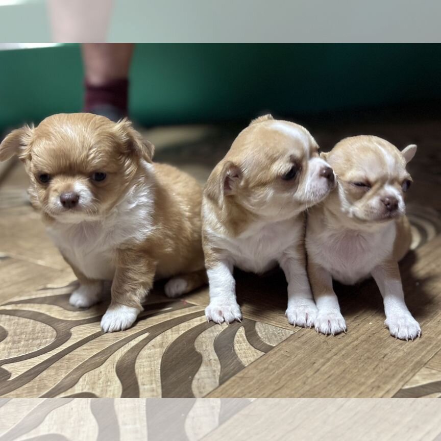 Чихуахуа, щенок