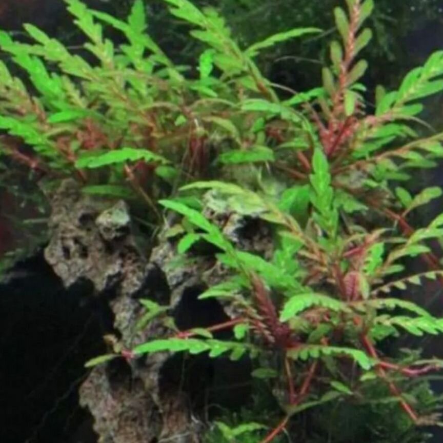 Гигрофила пиннатифида