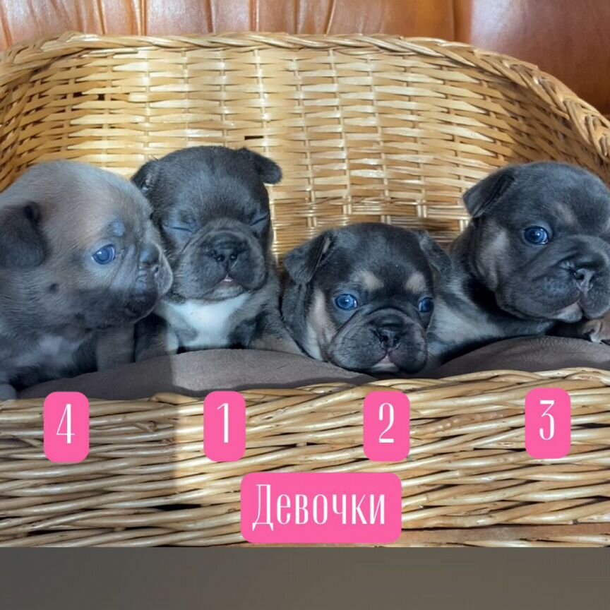 Французский бульдог, щенок