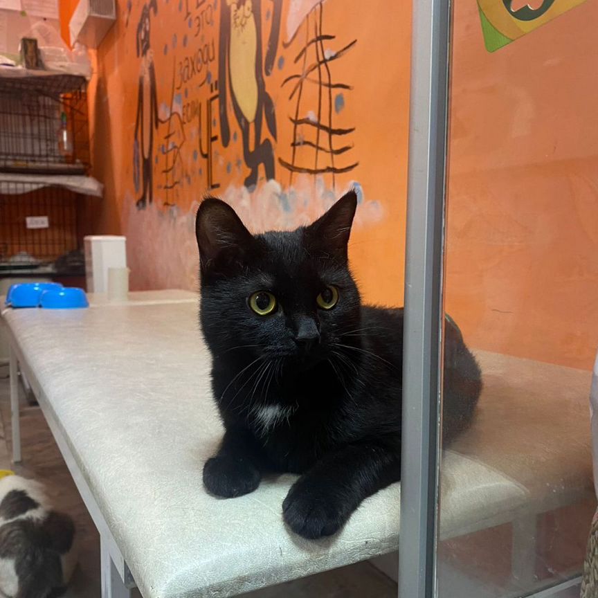 Котик