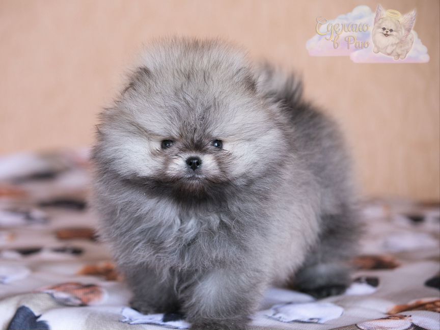 Померанский шпиц медвежьего типа