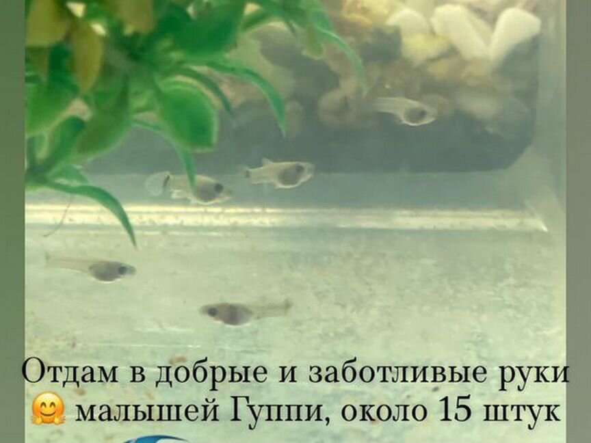 Аквариумные рыбки гуппи
