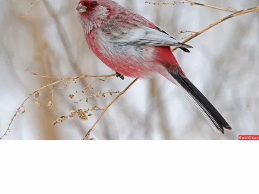 Канапланка или репел певчих