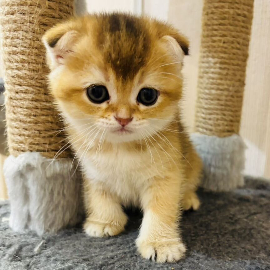 Шотландский вислоухий короткошёрстный котёнок