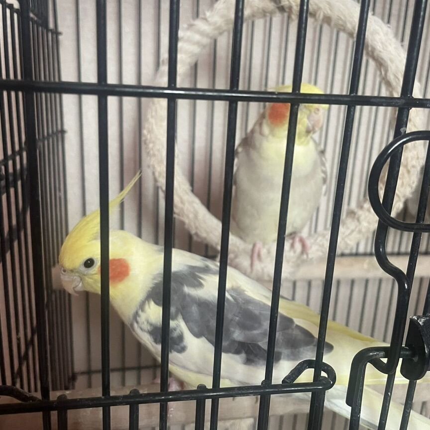 Попугай корелла с клеткой