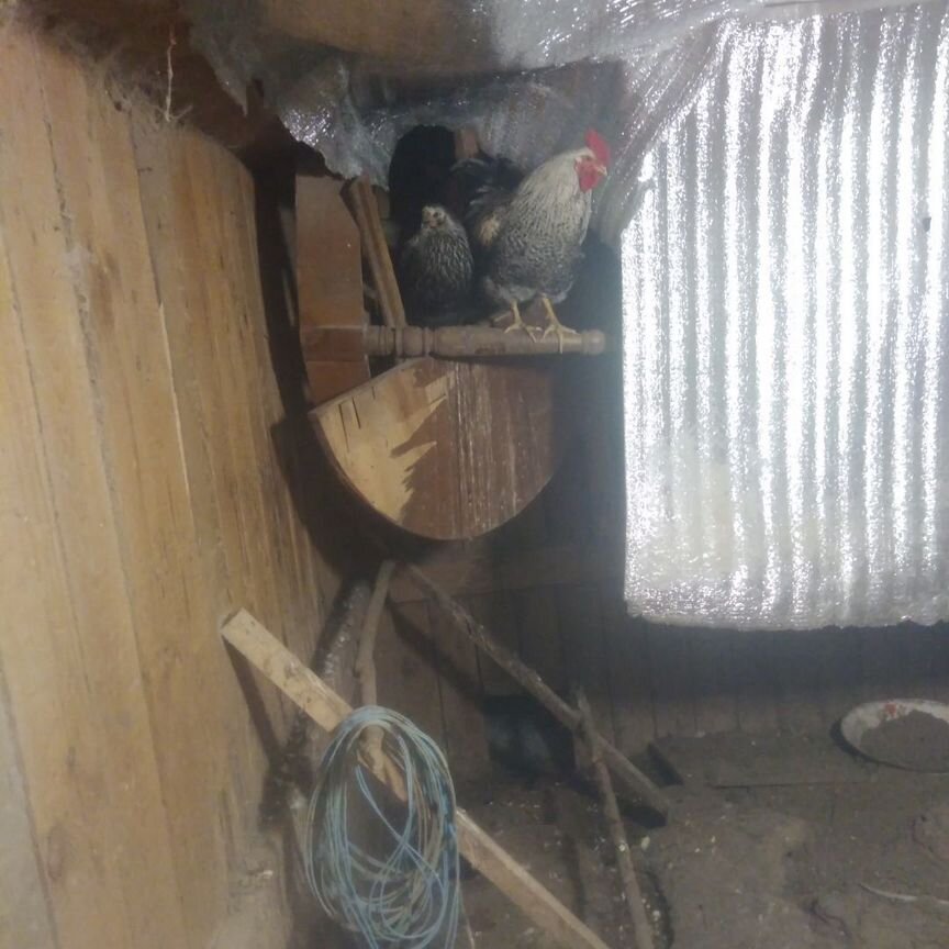 Петуха и куры