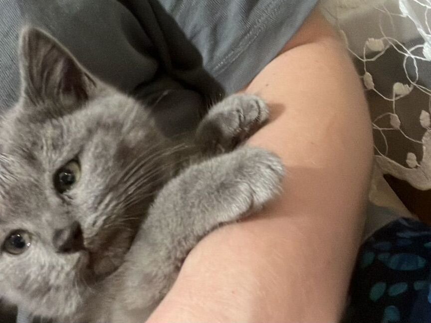 Британская кошка