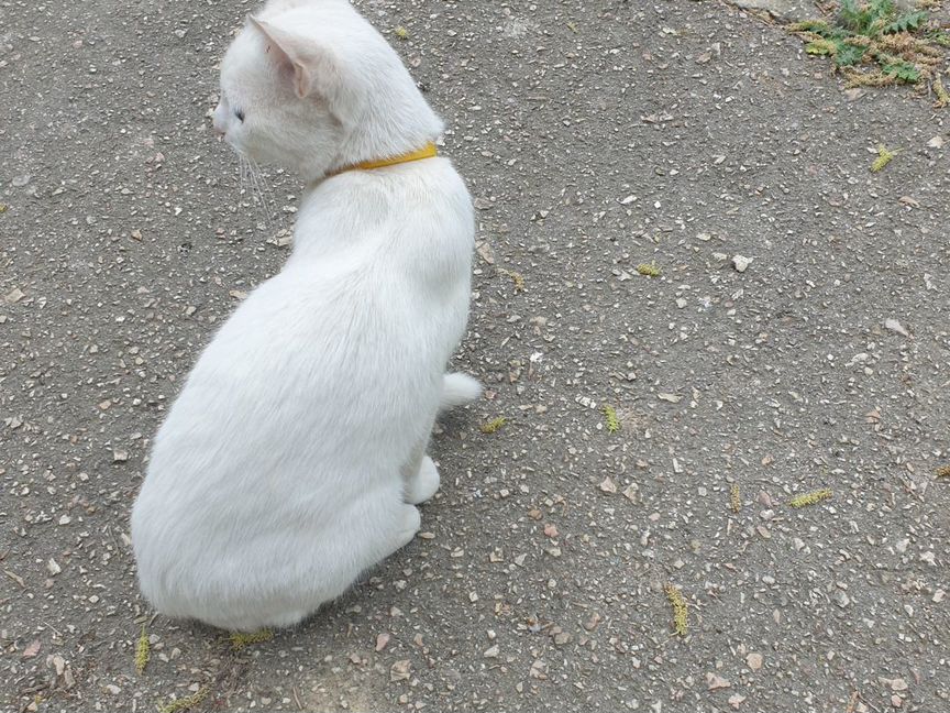 Найден котик с желтым ошейником