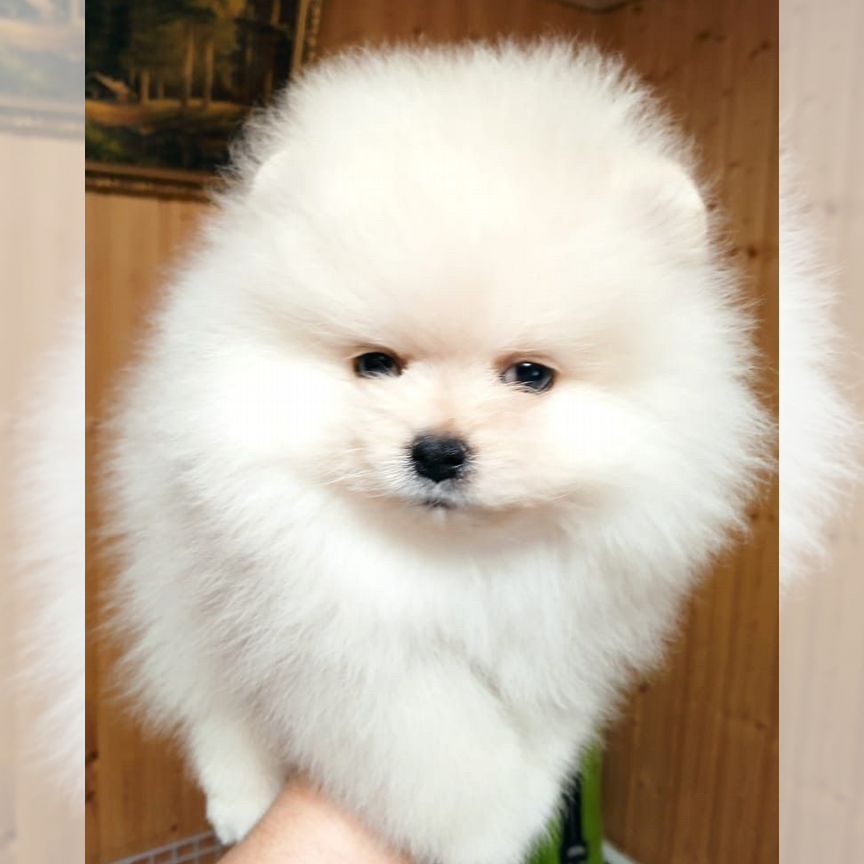 Померанский шпиц мини