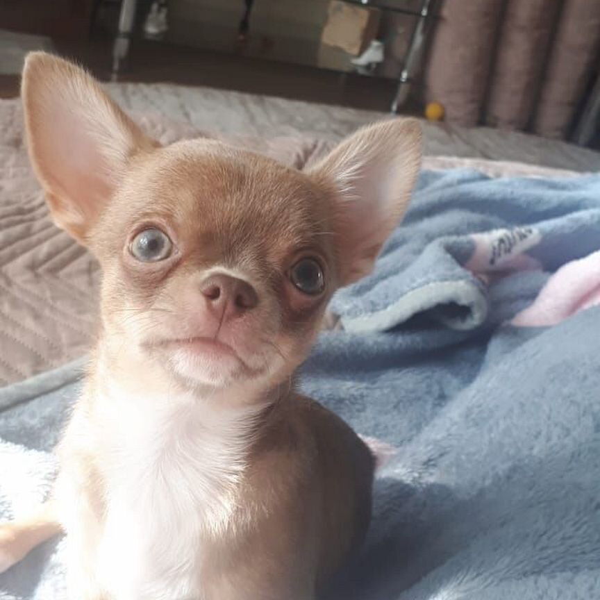 Щенки чихуахуа