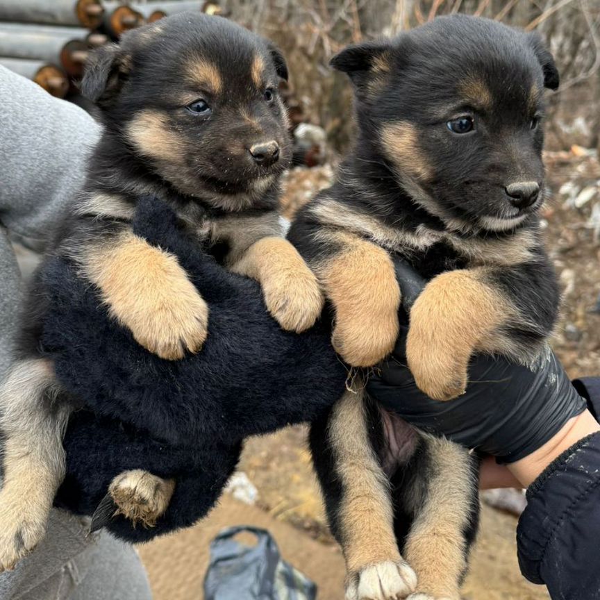 Немецкая мини овчарка