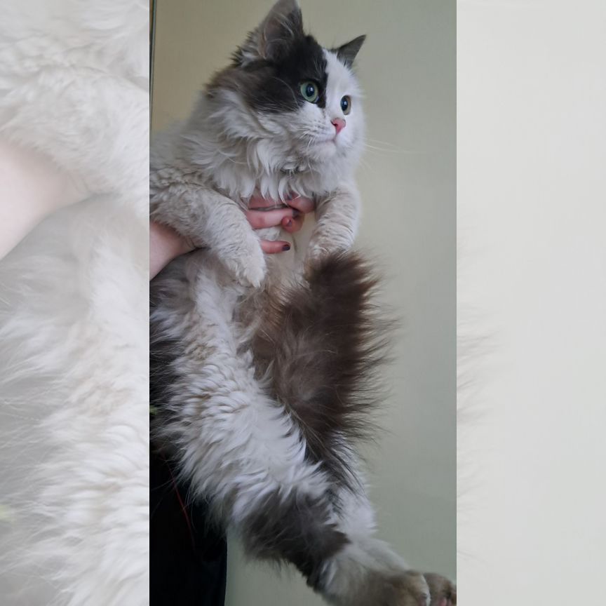 Взрослая, кошка в добрые руки