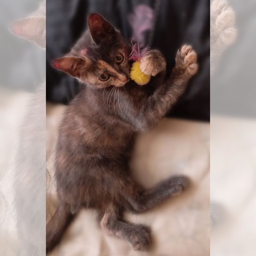 Отдам котëнка в добрые руки