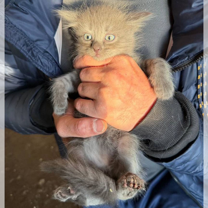 Котёнок в добрые руки