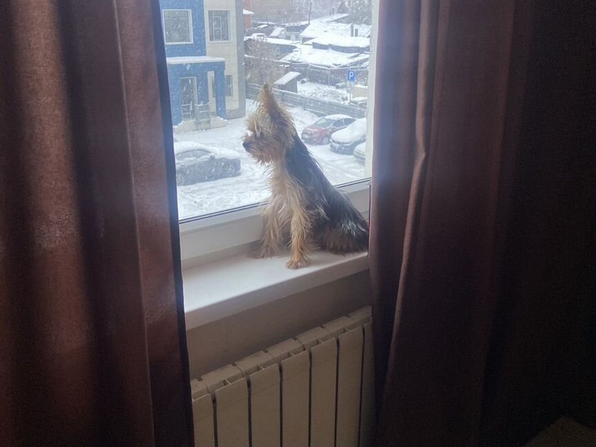 Йоркширский терьер