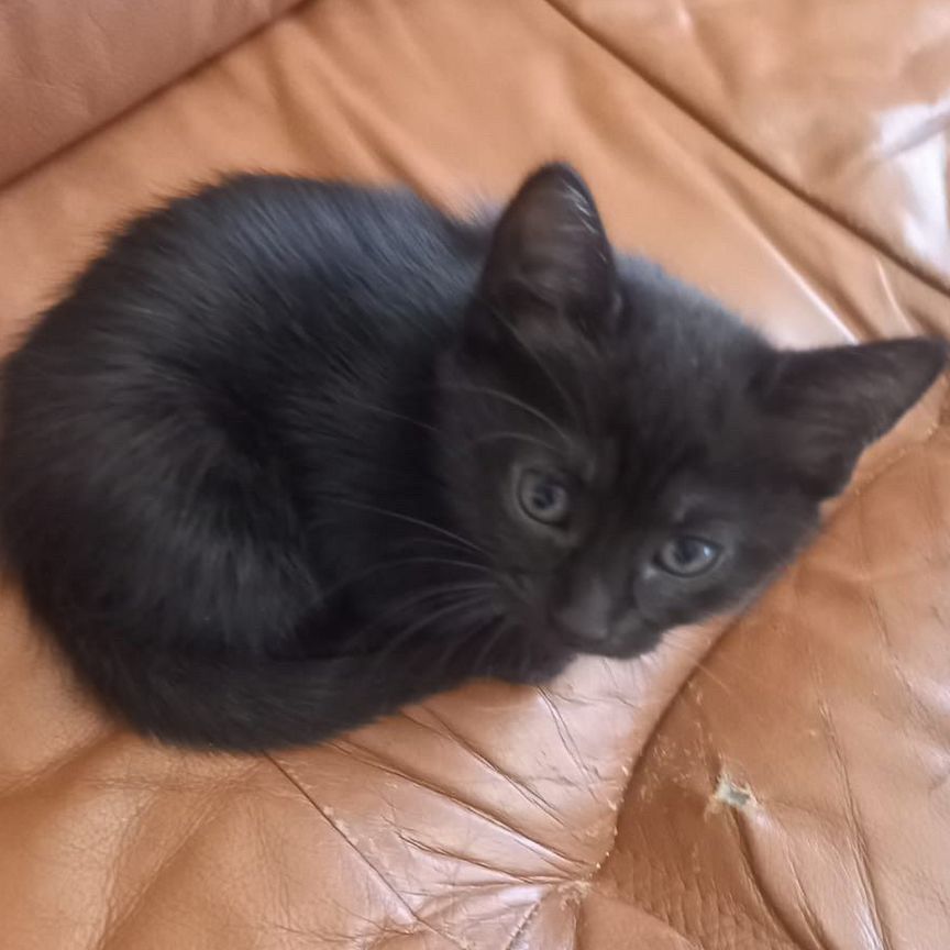 Отдам котят в добрые руки