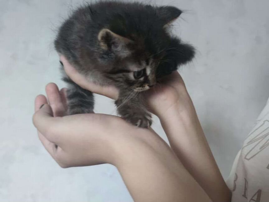Котята в добрые руки бесплатно