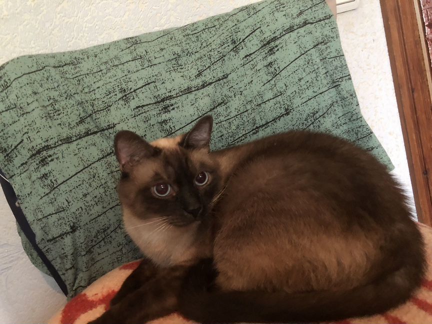 Кот сиамской породы