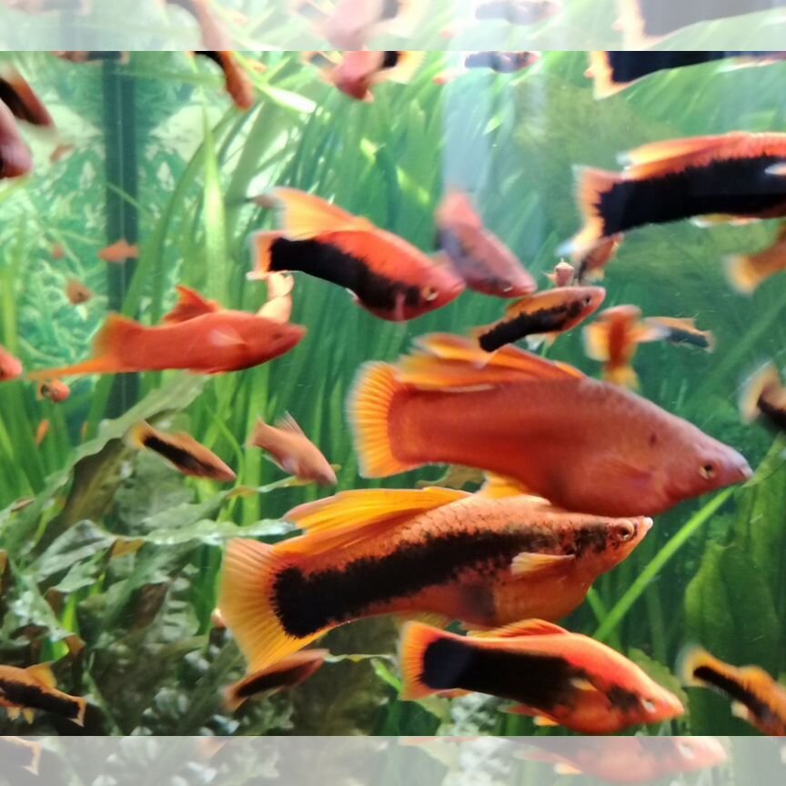 Флаговый меченосец