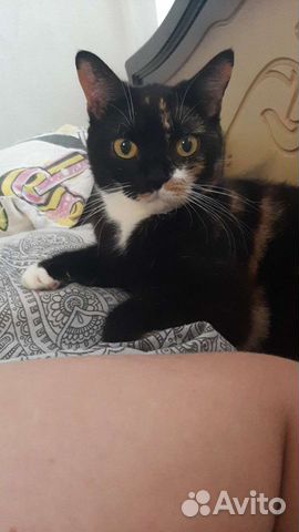 Кошка в дар бесплатно