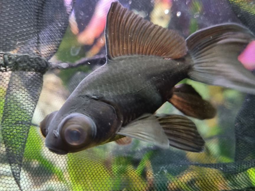 Золотые рыбки. Выалехвостая. Телкскоп-бабочка