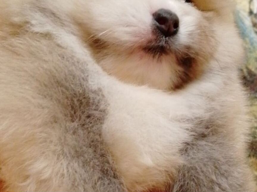 Медвежонок Барни